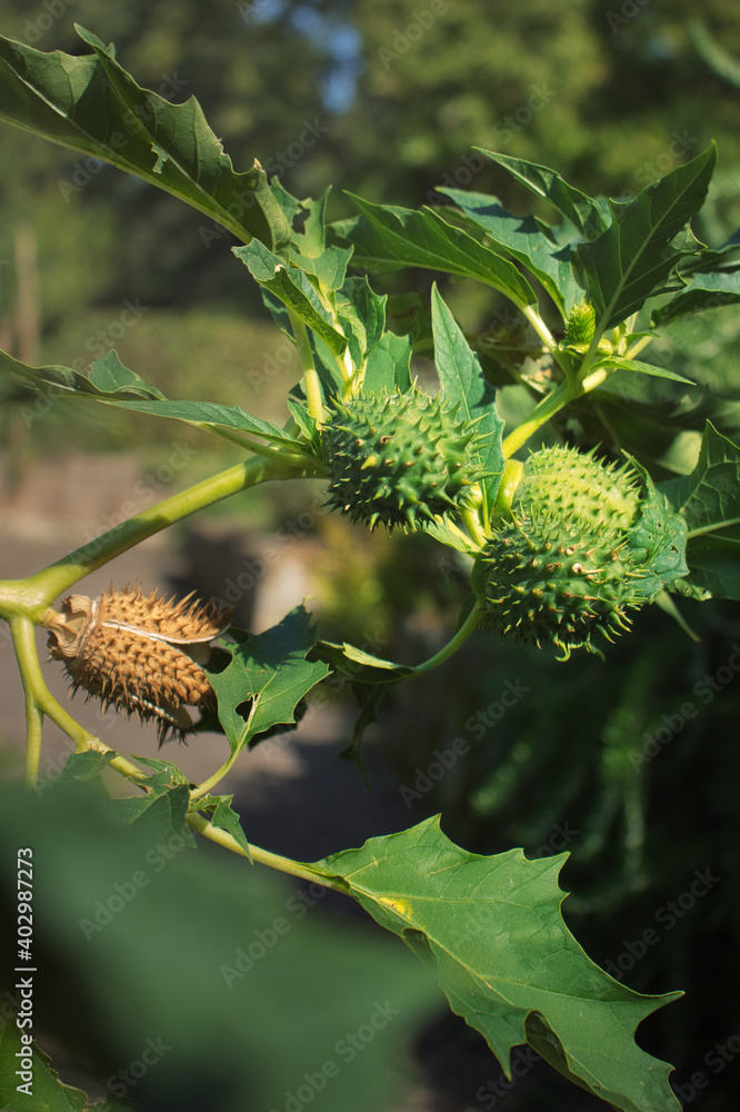 Green thorn apple, a poisonous plant with spiny capsule fruits growing ...