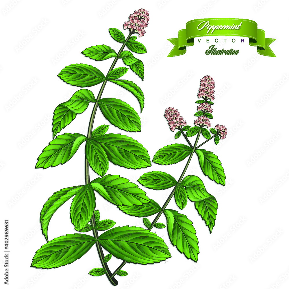 Peppermint vintage hand drawn medical vector illustrations ...