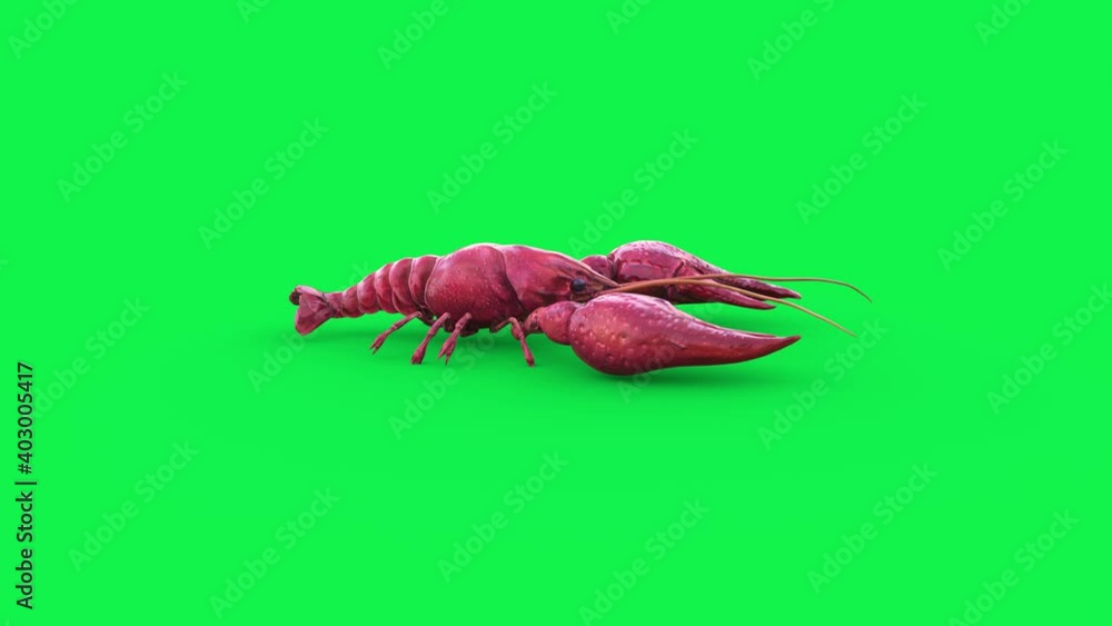 Crayfish Green Screen Walk Side 3D Rendering Animation 4K Stock Video ...