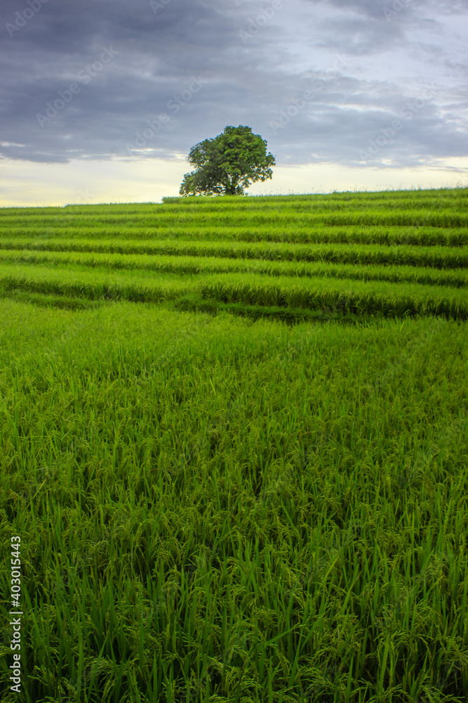 minimalist photos of rice fields with own trees Stock Photo | Adobe Stock