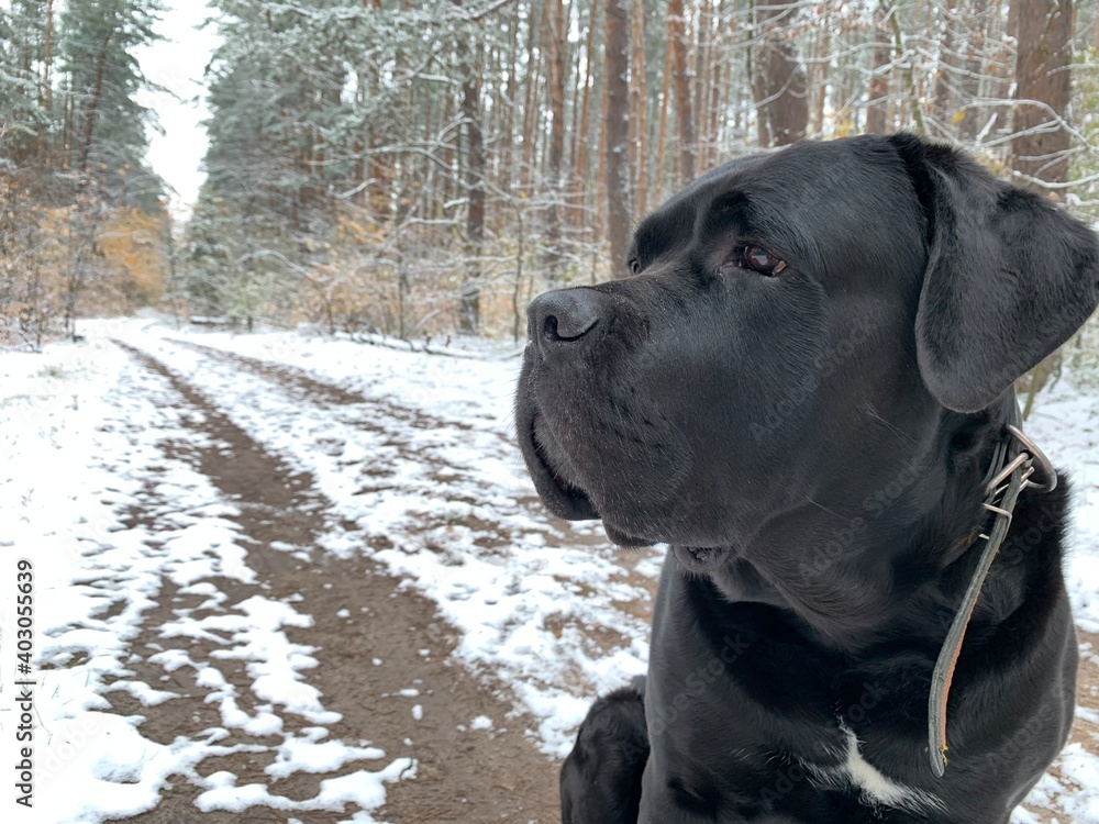 Black dog of breed Cane Corso sits on the snow. The big dog is watching ...
