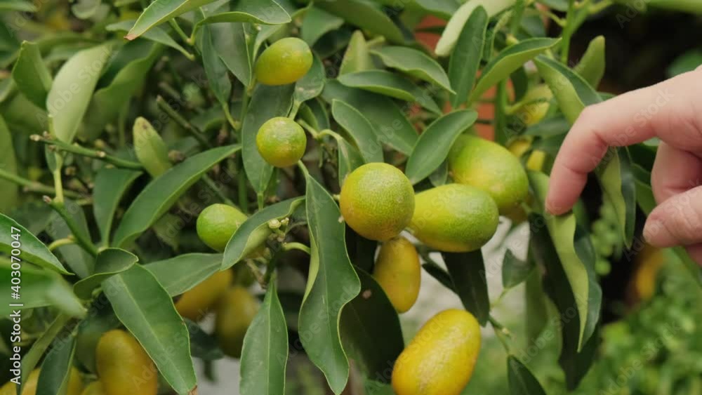 Woman hand touches a Mexican or Key lime hanging from a tree branch ...