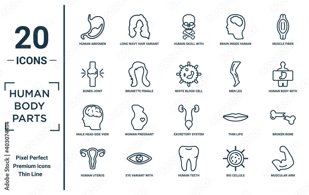 human.body.parts linear icon set. includes thin line human abdomen ...