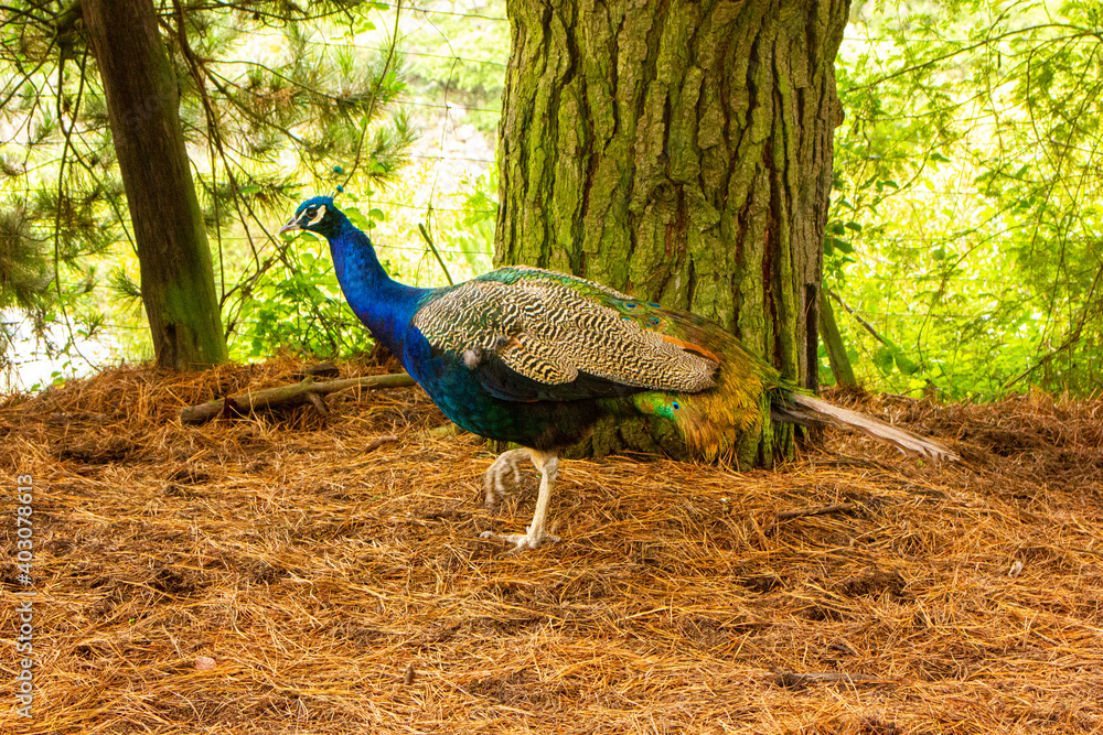 Pavo cristatus, también conocido como pavón real, pavo real de la India ...