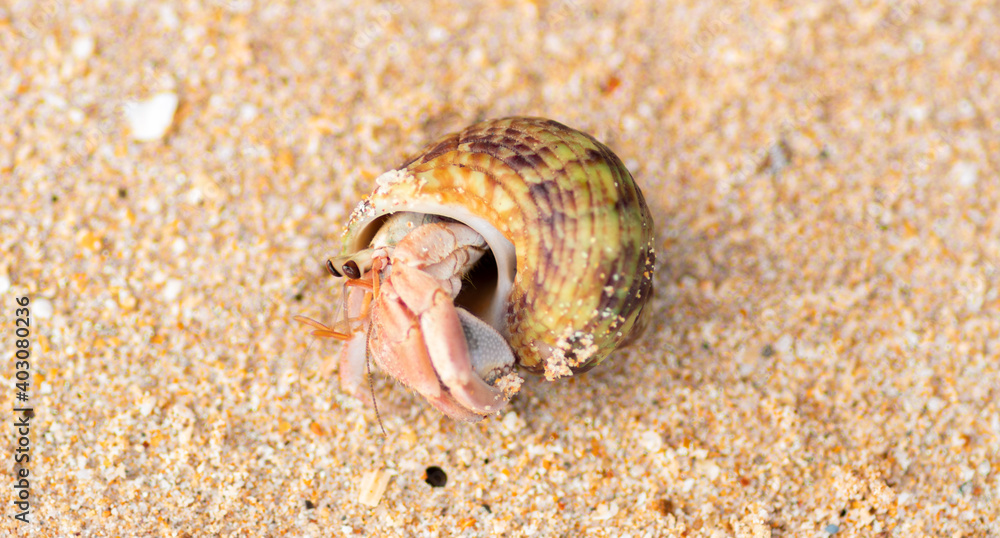 common hermit crab coming out of its shell in a beach has a broadly ...