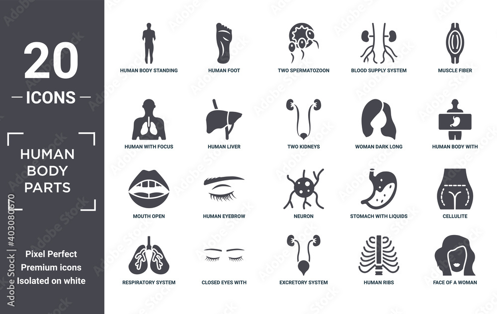 human.body.parts icon set. include creative elements as human body ...