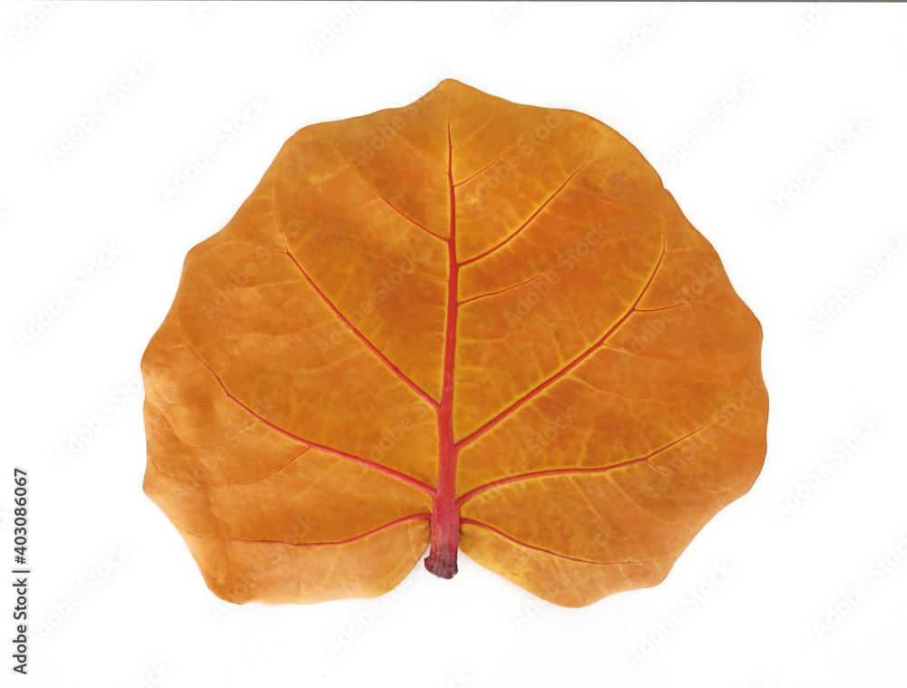 Front view of Ocher colored leaf of the Uvero de Playa tree, typical ...