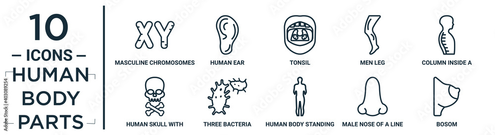 human.body.parts linear icon set. includes thin line masculine ...