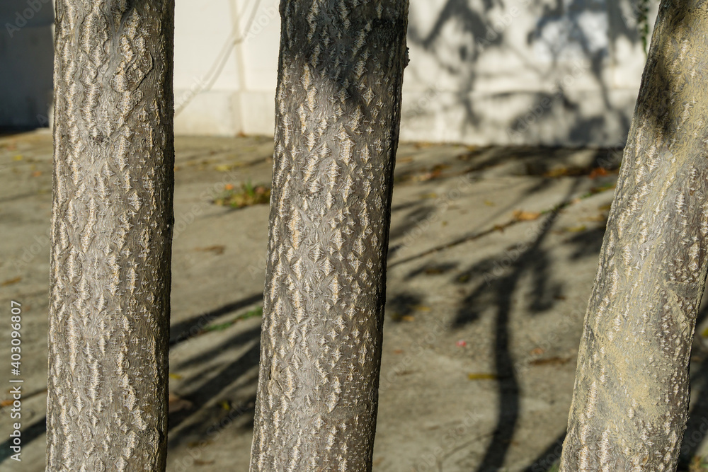 Three tree trunks with beautiful texture of gray tree bark Ailanthus ...