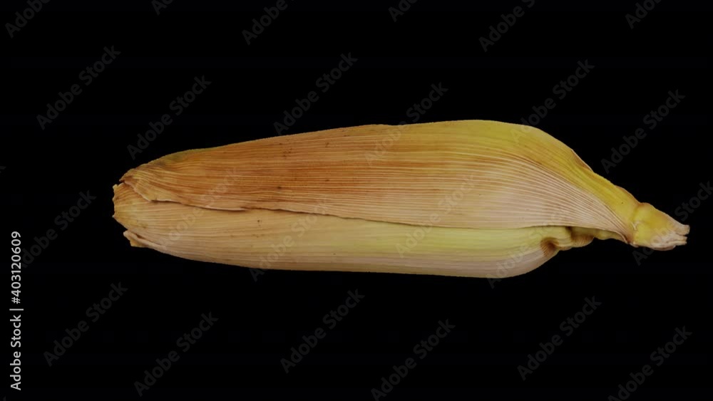 Realistic render of a spinning Unpeeled Corn (Maize) on the Cob in the ...