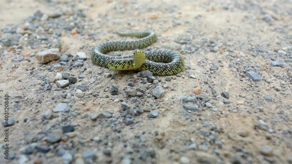A juvenile Speckled Kingsnake, Lampropeltis getula holbrooki, a non ...