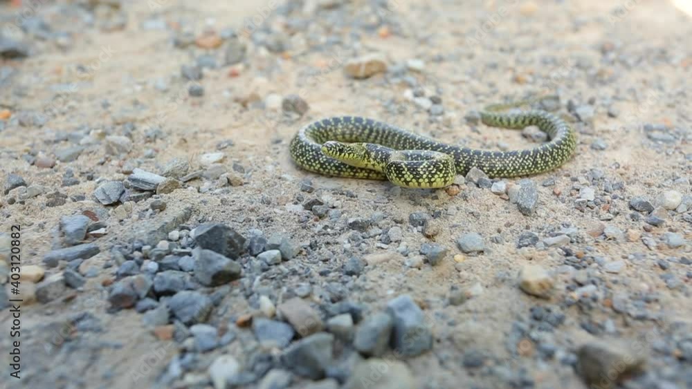 A juvenile Speckled Kingsnake, Lampropeltis getula holbrooki, a non ...