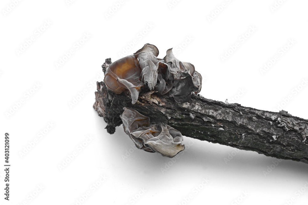 Jews ear (wood ear, Auricularia auricula, Hirneola polytricha, jelly ...