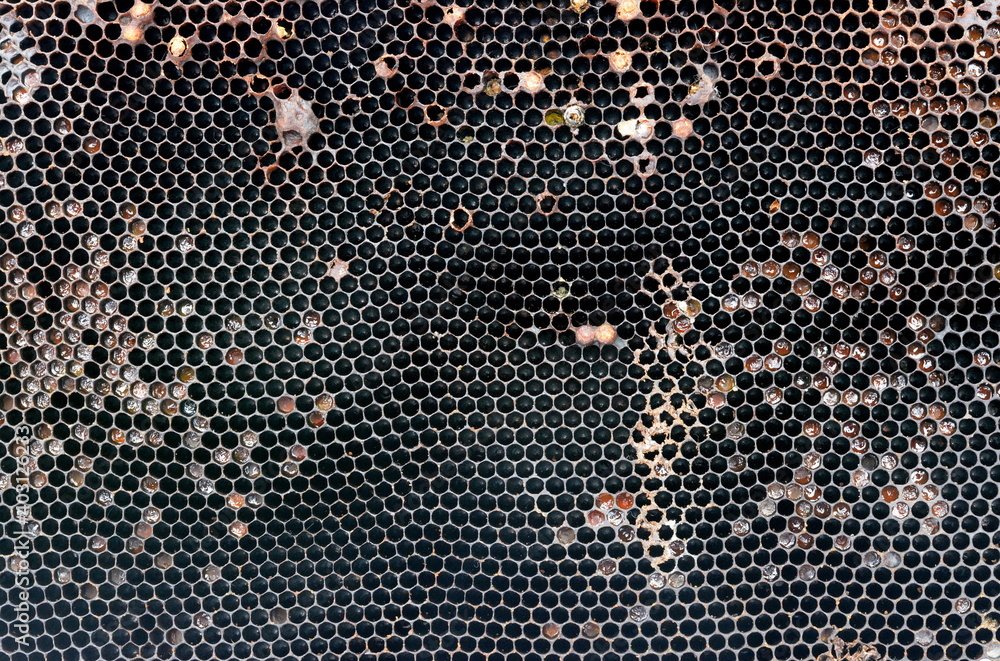 Close Up of Old Dried Honeycomb Without Bees and Larvae. A Wax ...