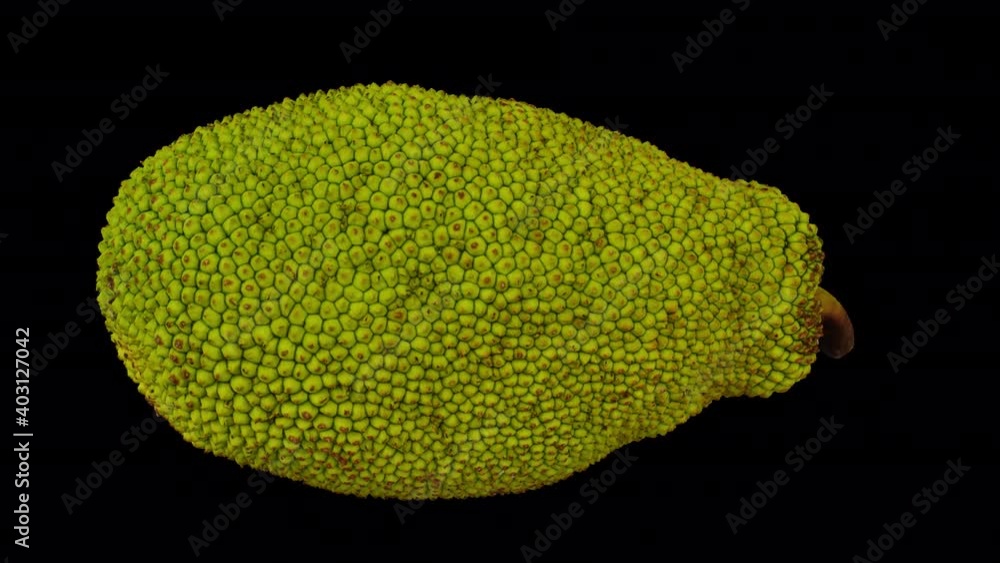 Realistic render of a rolling Taro (Gabi) Root on transparent ...