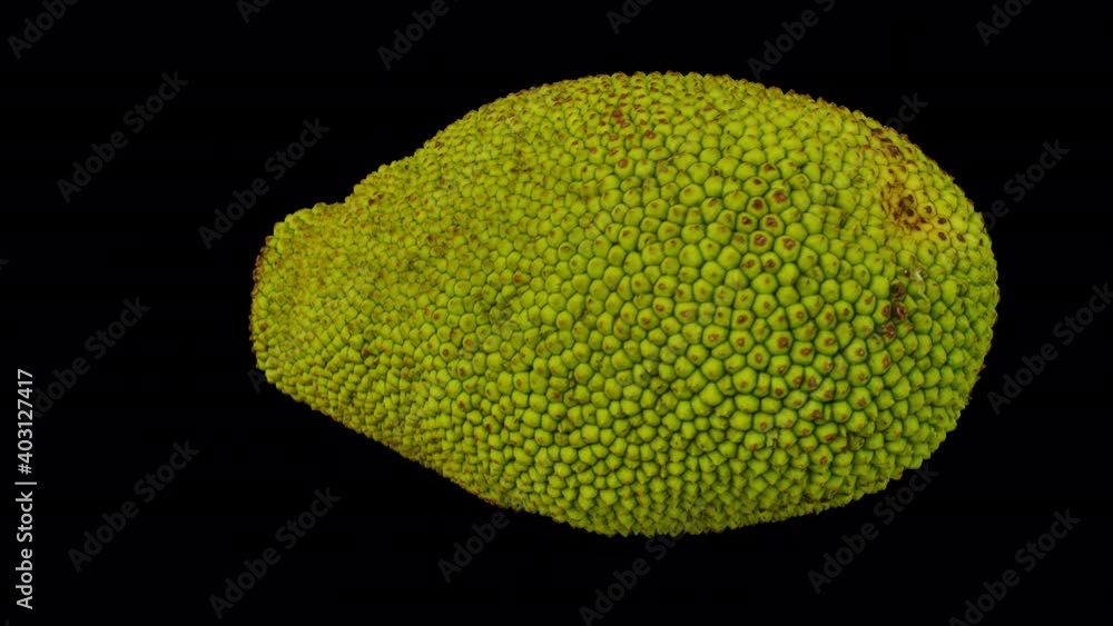 Realistic render of a rotating Taro (Gabi) Root on transparent ...