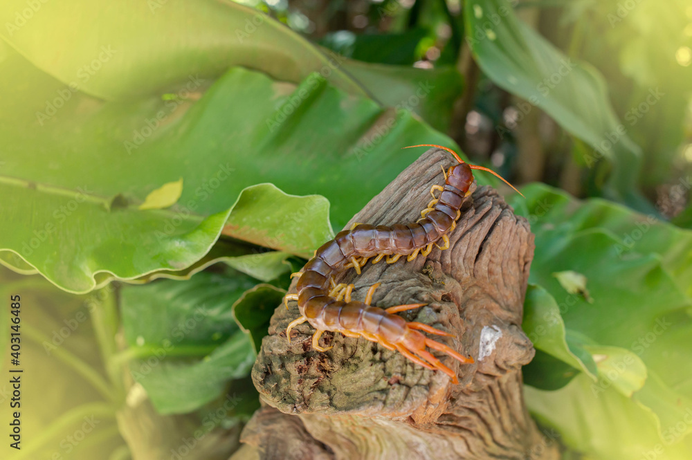 A centipede can bite. It is a poisonous animal and has a lot of legs ...