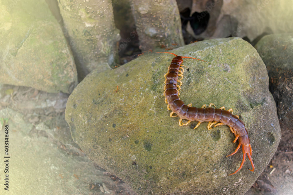 A centipede can bite. It is a poisonous animal and has a lot of legs ...