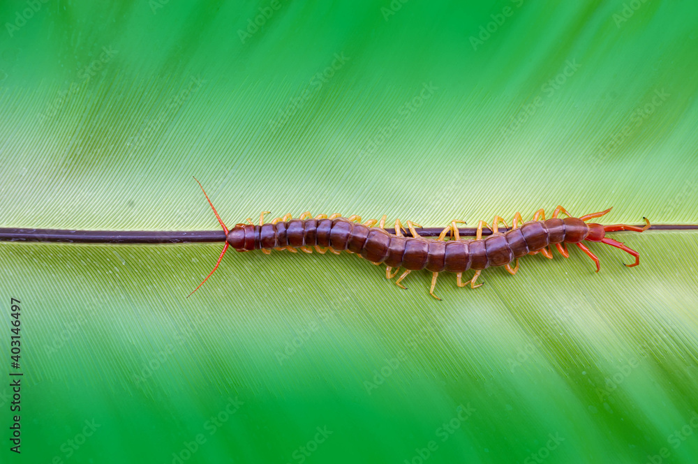 A centipede can bite. It is a poisonous animal and has a lot of legs ...