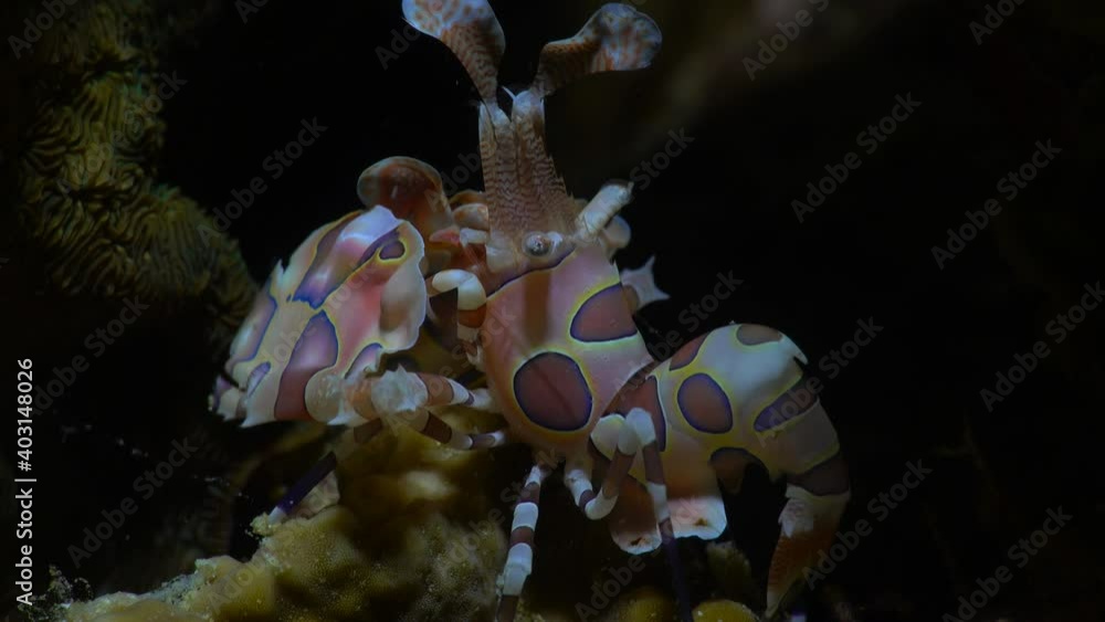Harlequin shrimp on coral reef at night wide angle shot. Stock Video ...