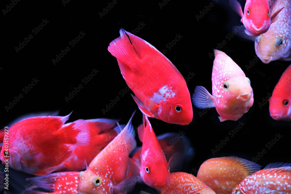 hybrid Red and white Parrot Cichlid are swimming in freshwater aquarium ...