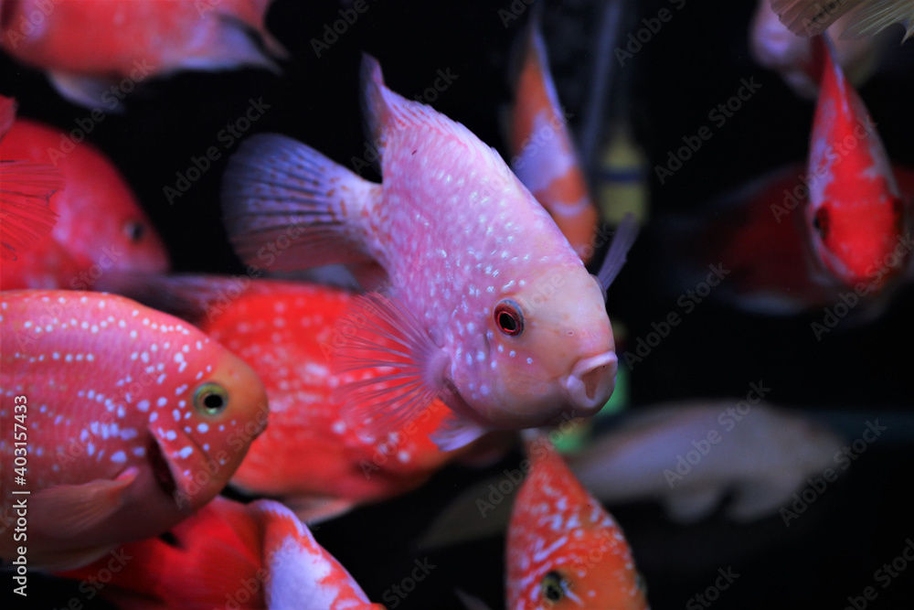 hybrid Red and white Parrot Cichlid are swimming in freshwater aquarium ...