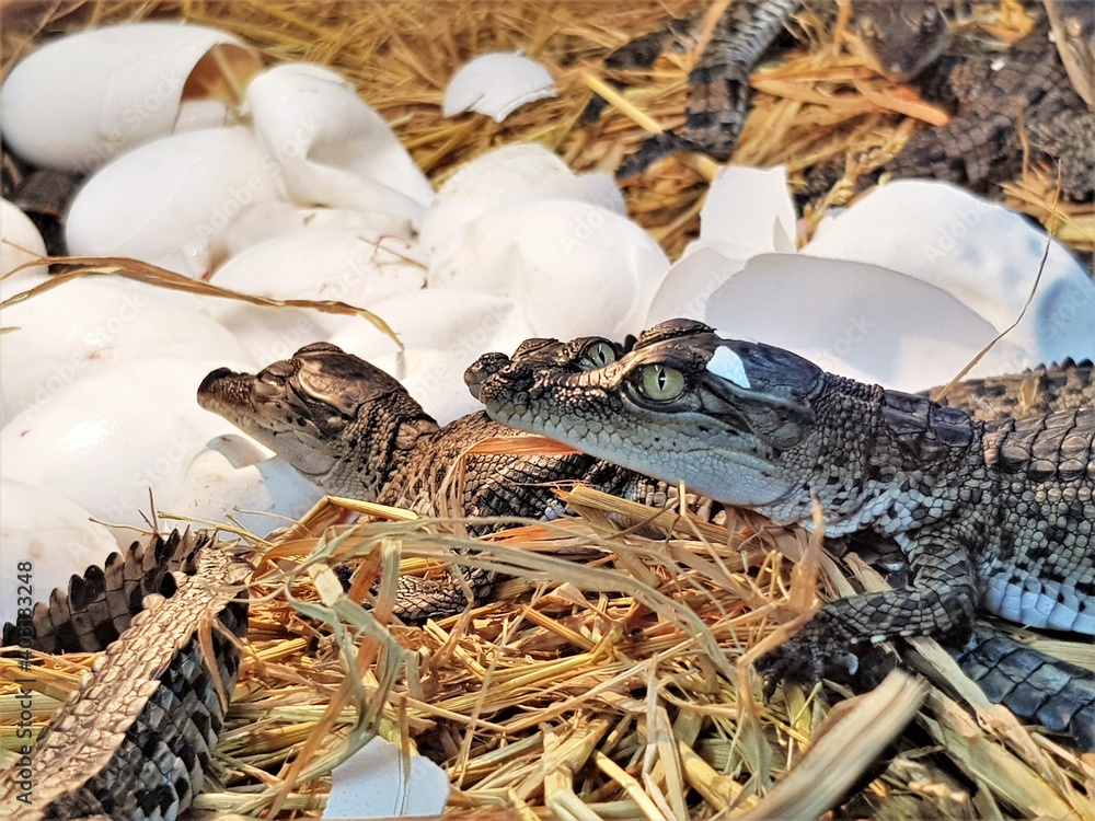 new born freshwater crocodile (crocodile baby) on human hands . The ...