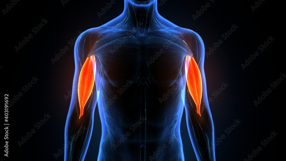 3d illustration of human body muscle biceps anatomy Stock Illustration ...