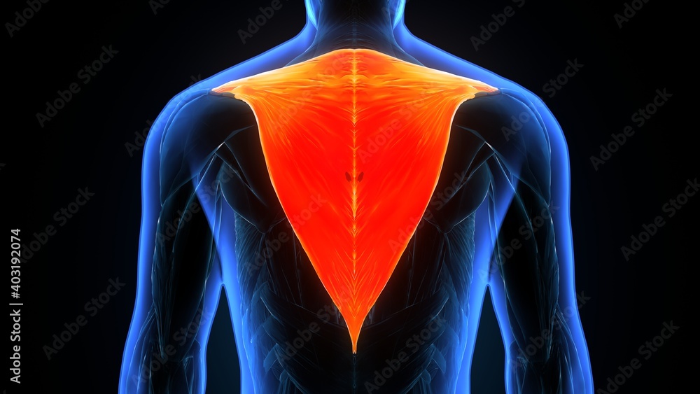 3d Illustration of human muscular System torso muscles trapezius Muscle ...