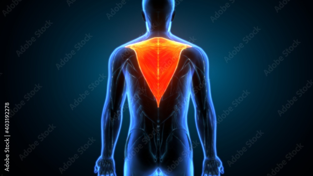3d Illustration of human muscular System torso muscles trapezius Muscle ...