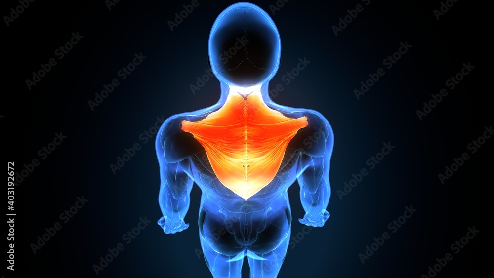 3d Illustration of human muscular System torso muscles trapezius Muscle ...