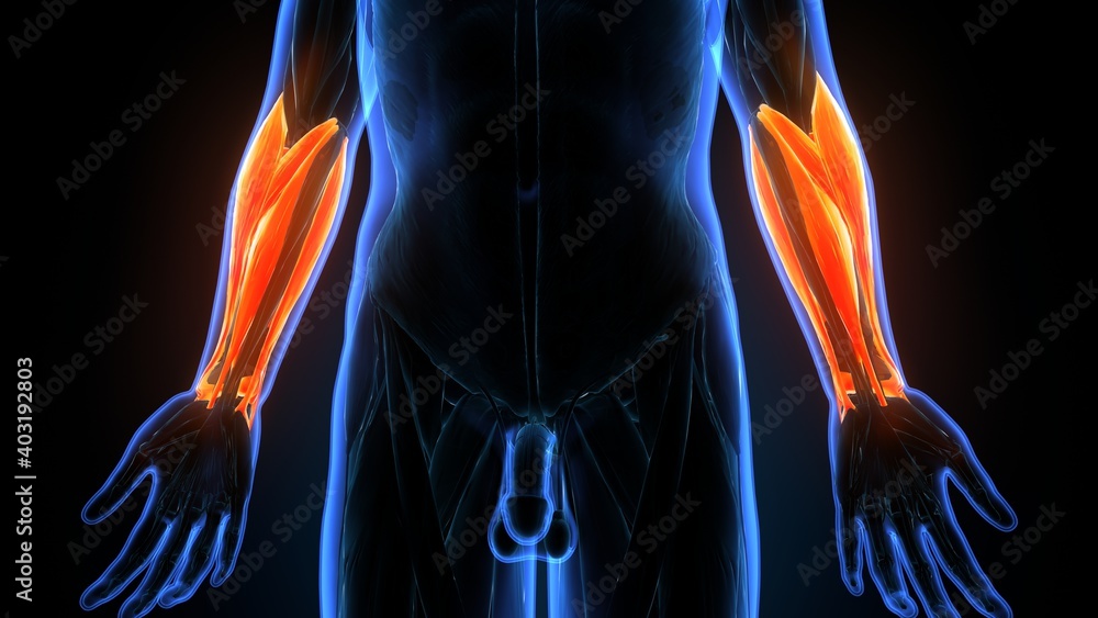 3d illustration of human body forearms anatomy Stock Illustration ...