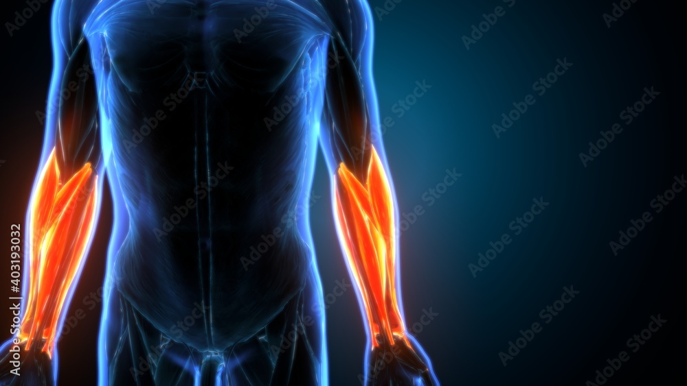 3d illustration of human body forearms anatomy Stock Illustration ...
