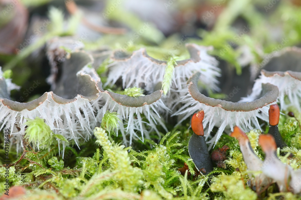 Peltigera canina, commonly known as dog lichen Stock Photo | Adobe Stock