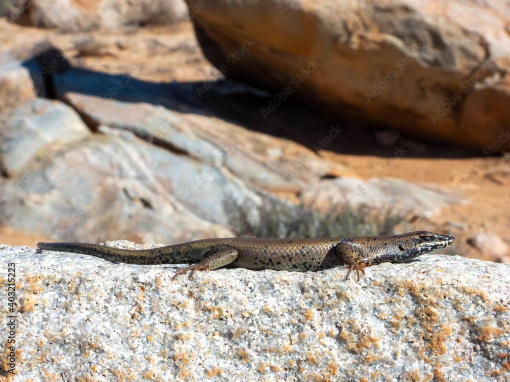 Western Rock Skink (Trachylepis sulcata) from Springbok, Northern Cape ...