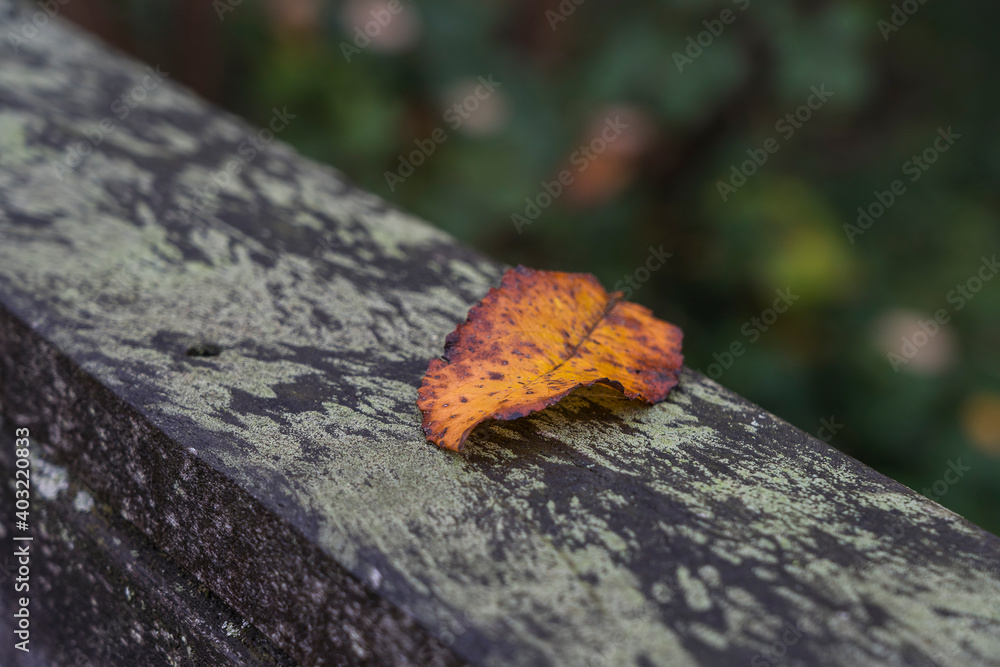 Nature Outdoor autumn foggy dust Stock Photo | Adobe Stock