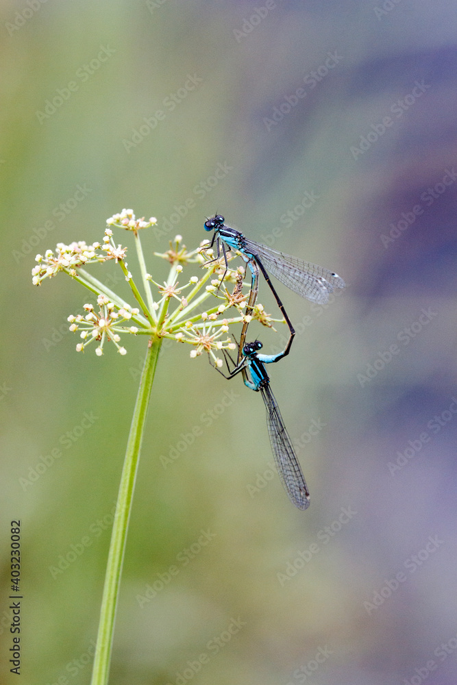 Common Blue Damselflies tandem / mating near a pond with selective ...