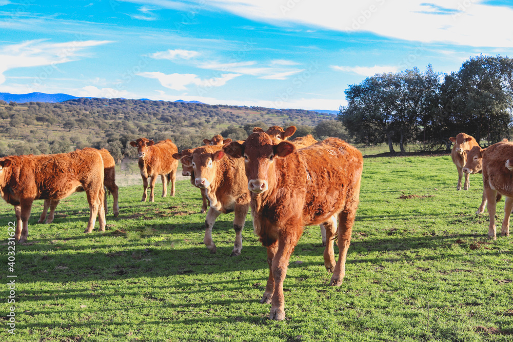 Vaca Roja Logo Vaca Roja" Images – Browse 9 Stock Photos, Vectors,