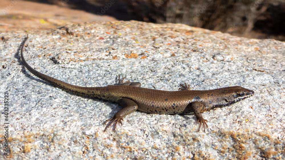 Western Rock Skink (Trachylepis sulcata) from Springbok, Northern Cape ...