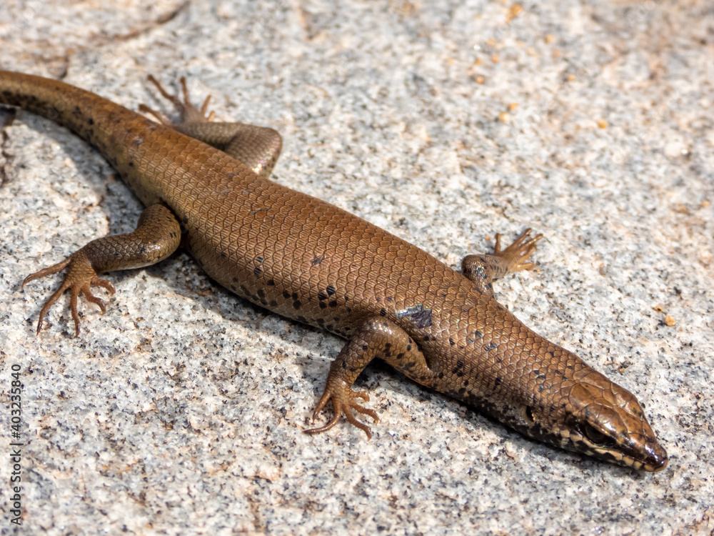 Western Rock Skink (Trachylepis sulcata) from Springbok, Northern Cape ...