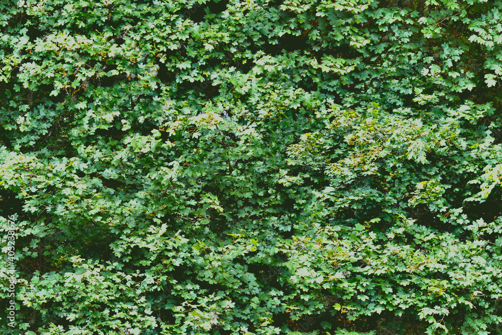 Seamless green leaves texture, bush and hedge pattern, high resolution ...