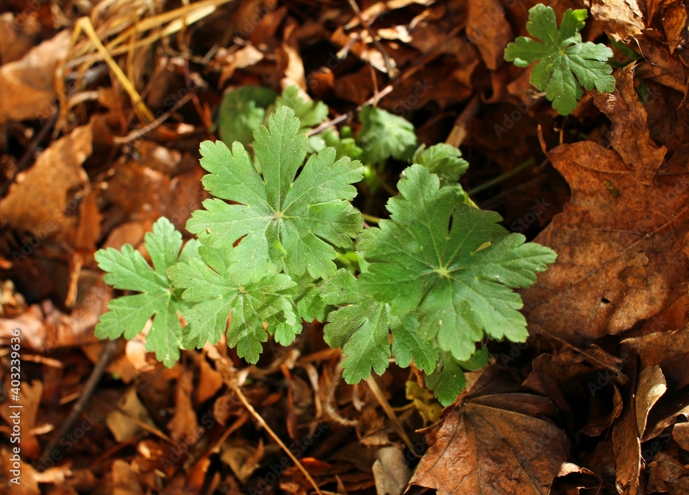Geranium macrorrhizum or common geranium in nature. Green geranium ...