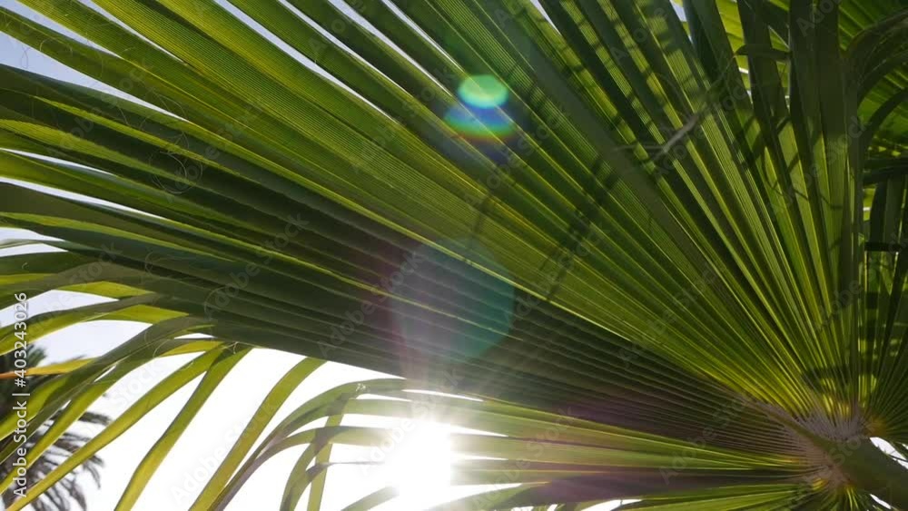 Palm tree leaves shown against sun and blue clear sky. Sun rays pass ...