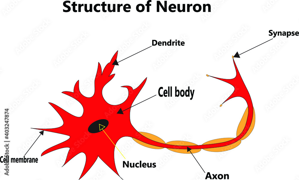 Vetor de Neuron structure labelled diagram vector illustration. do ...