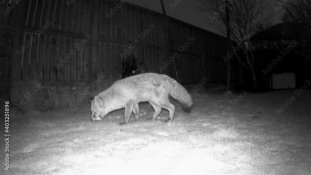 Night vision shot of an urban fox (Vulpes) picking up food in its mouth ...