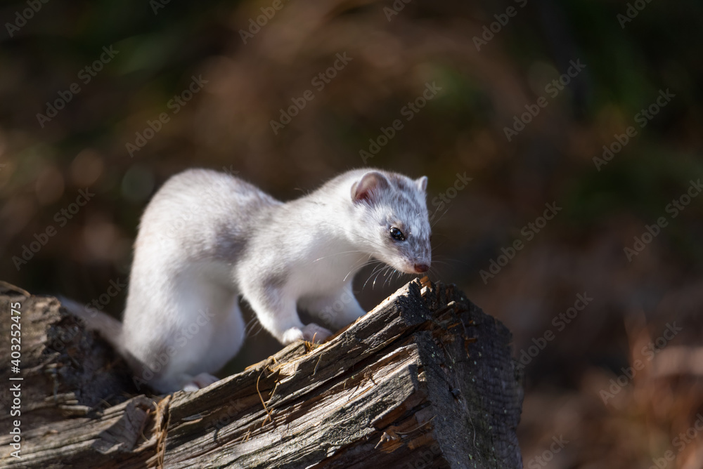 Photo & Art Print White Siberian Ermine During The Color Change To ...