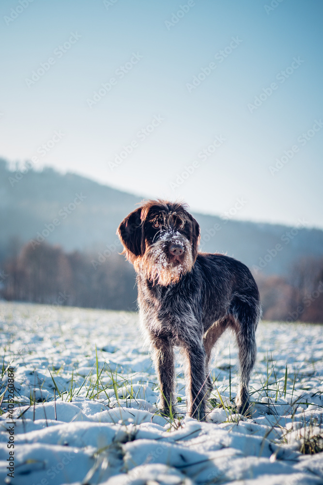 Rough-coated Bohemian Pointer in all its beauty in a snowy landscape ...