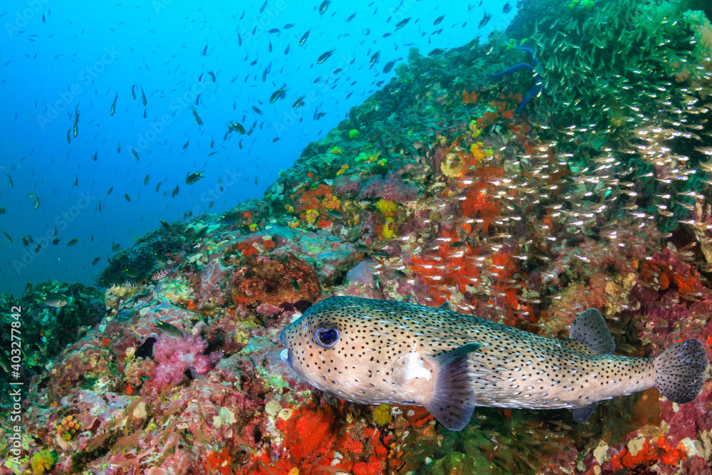Porcupine fish on a colorful coral reef in the Surin Islands Stock ...