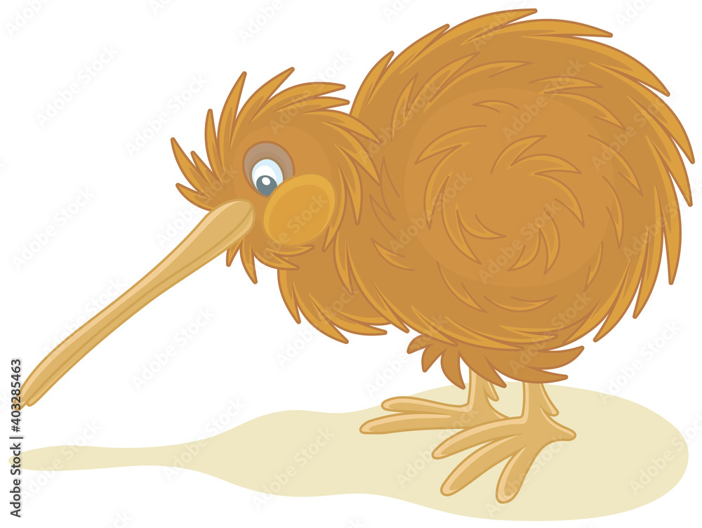 Amusing flightless New Zealand kiwi bird with shaggy feathers and a ...