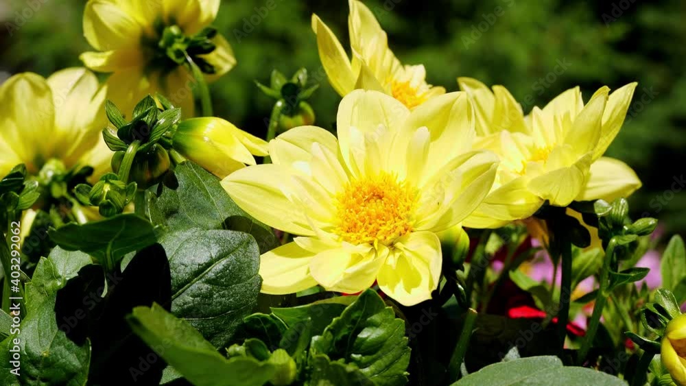 Pretty yellow dahlia flower blossom in closup hand held clip. Dahlias ...